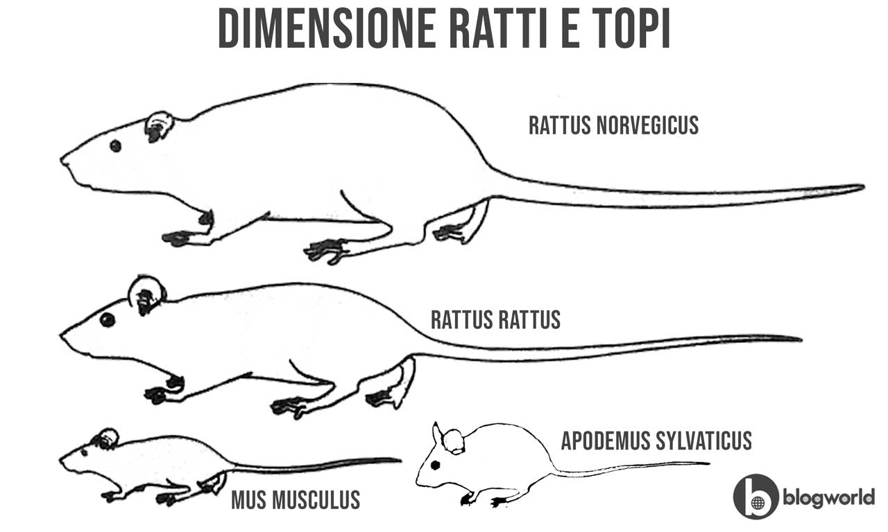 Specie di topi | BlogWorld
