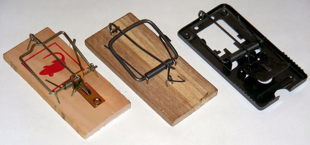 Cosa attira i topi, 10 esche per trappole | BlogWorld